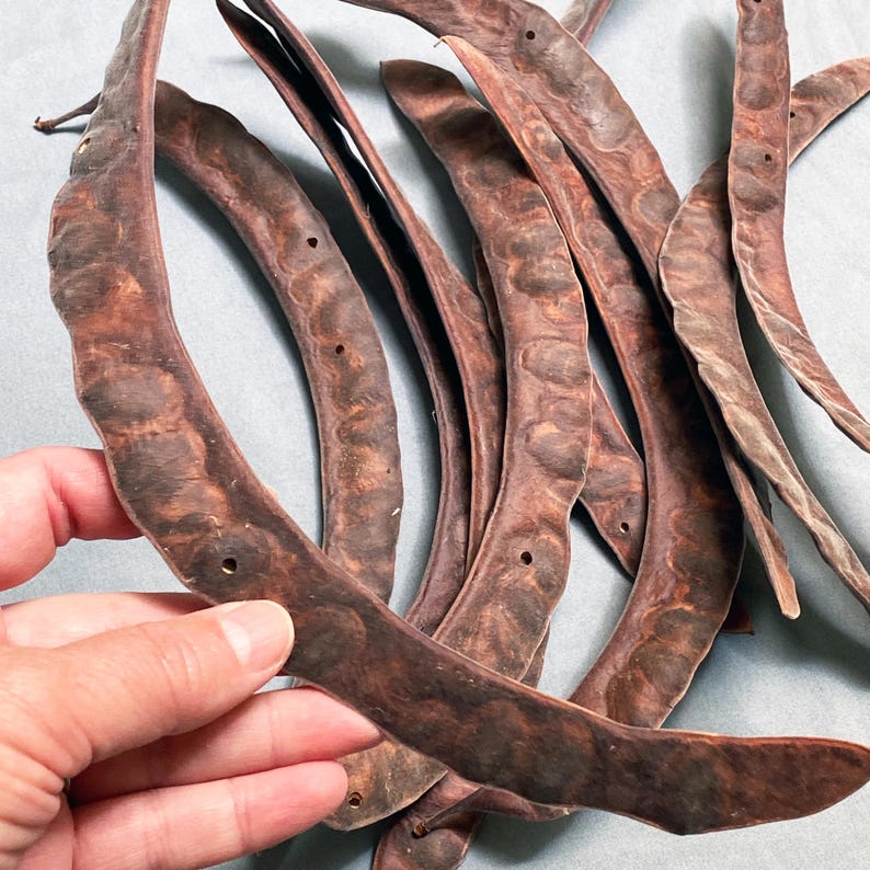 Honey Locust Tree Seed Pods - Large Seed Pods - Art Supplies - Crafting ...