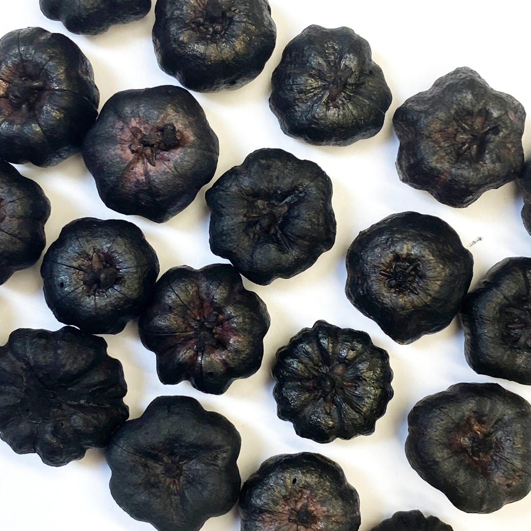 20 Mini 'pumpkin' Putka Seed Pods in Black Halloween Home Decor Spooky ...