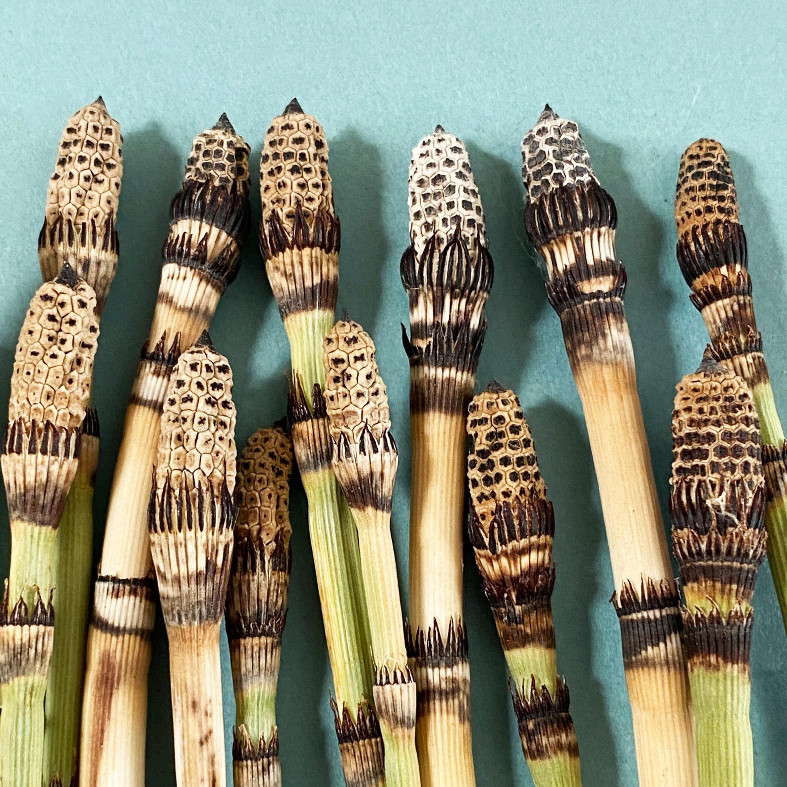 20 Horse Reed Seed Pods - Natural Materials - Craft Supplies - Art ...