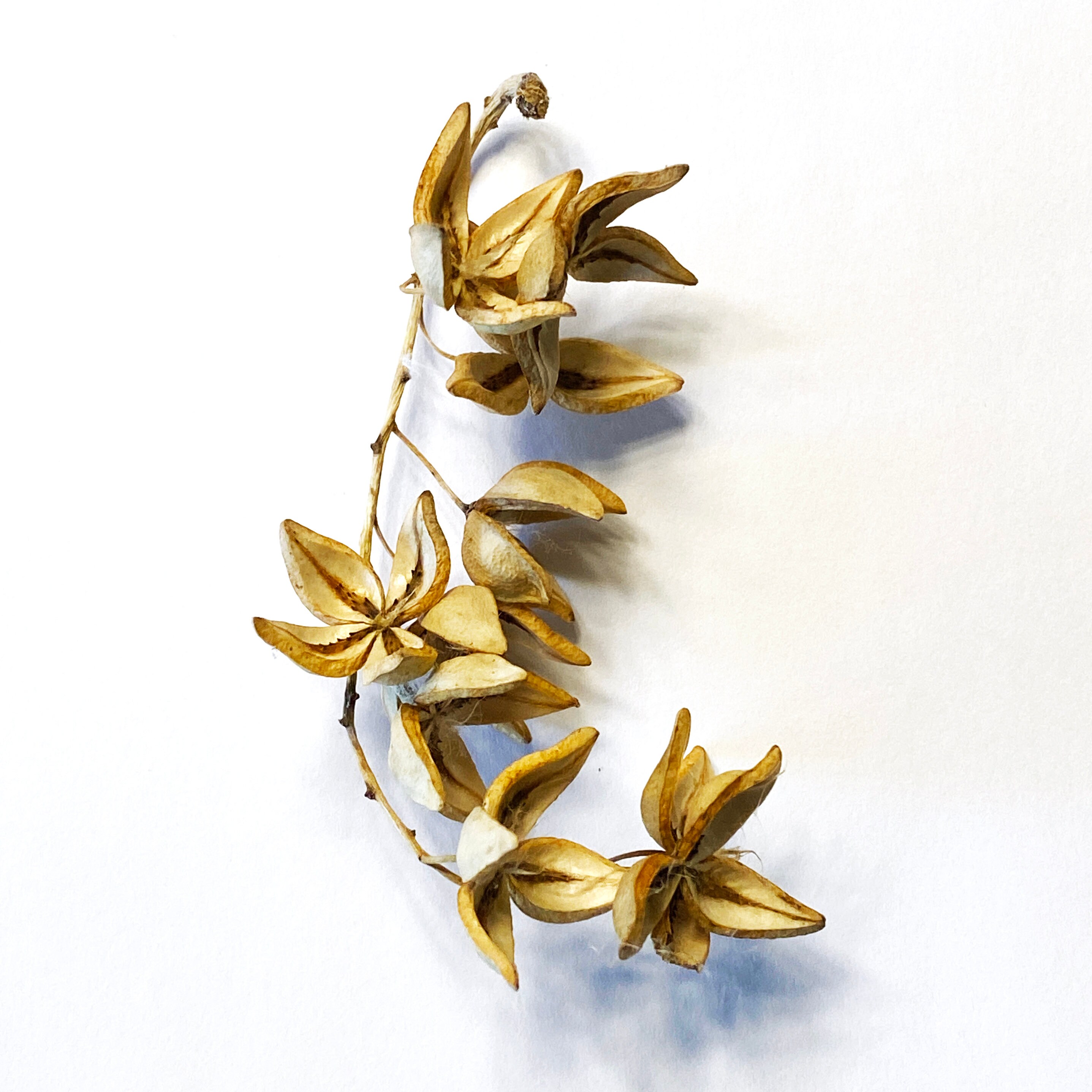 Natural Cottonwood Tree Seed Pod Clusters Art Supply Home Decor Natural ...