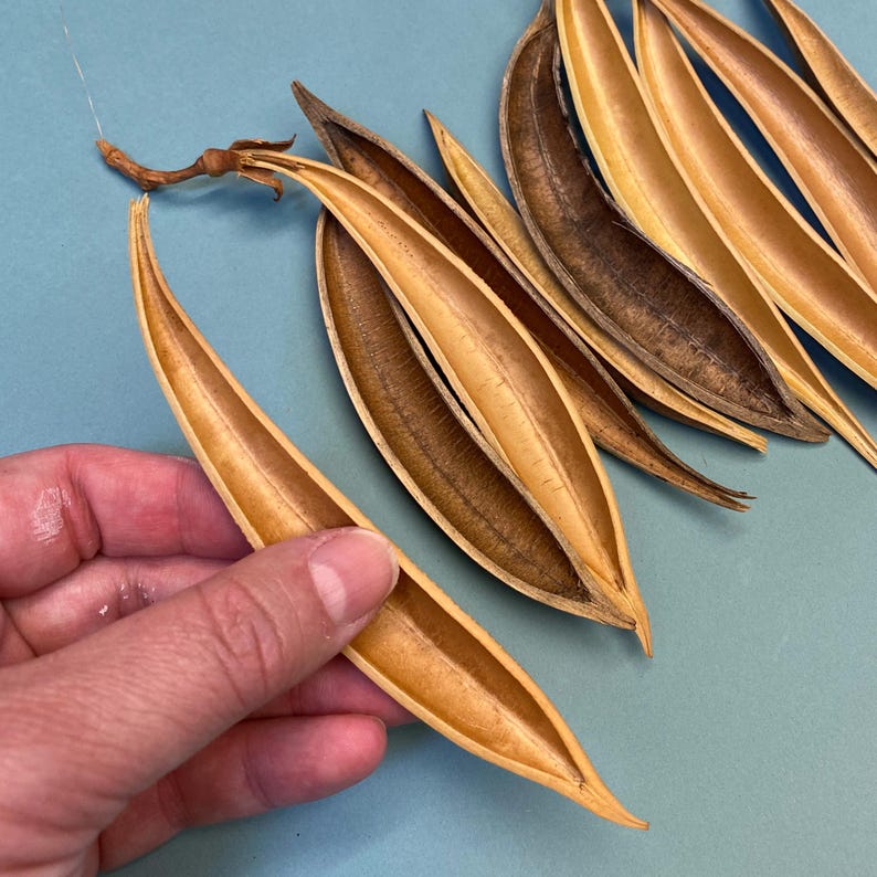 10 Small Trumpet Vine Seed Pods Craft Supplies Art Supplies Natural ...