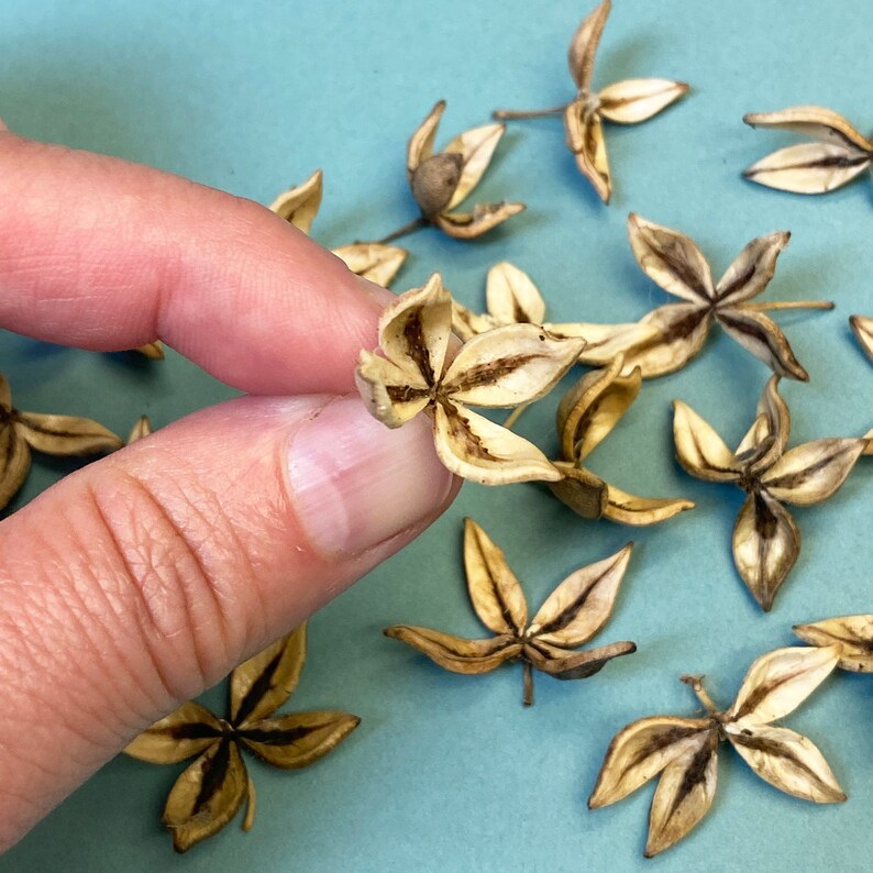 20 Cottonwood Tree Seed Pods - Art Supply - Home Decor - Natural ...