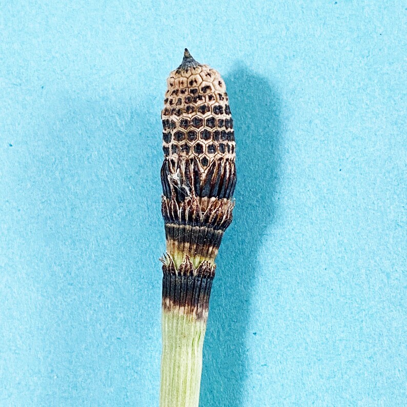 20 Horse Reed Seed Pods - Natural Materials - Craft Supplies - Art ...