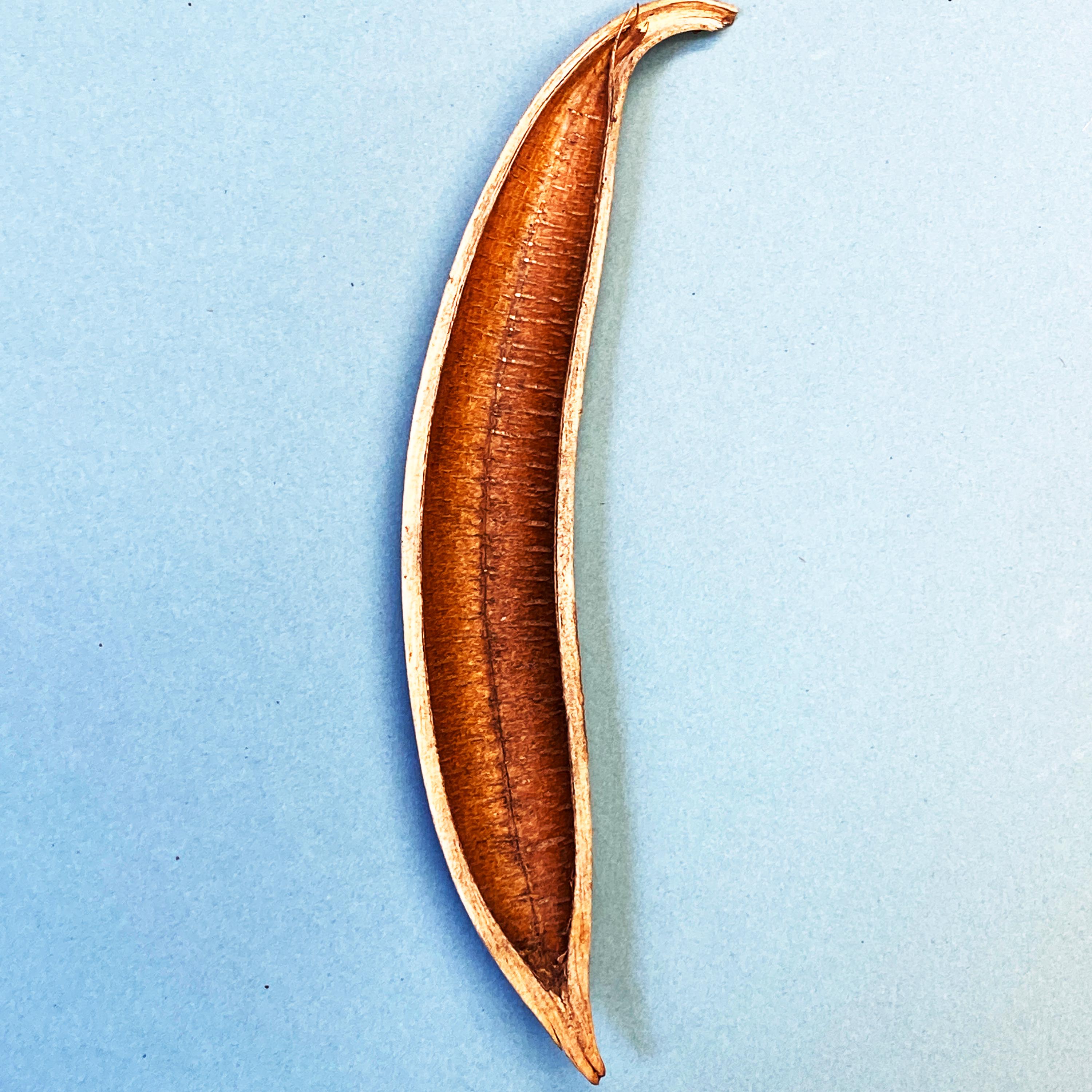 10 Small Trumpet Vine Seed Pods Craft Supplies Art Supplies Natural ...