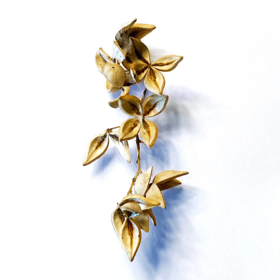 Natural Cottonwood Tree Seed Pod Clusters Art Supply Home Decor Natural ...