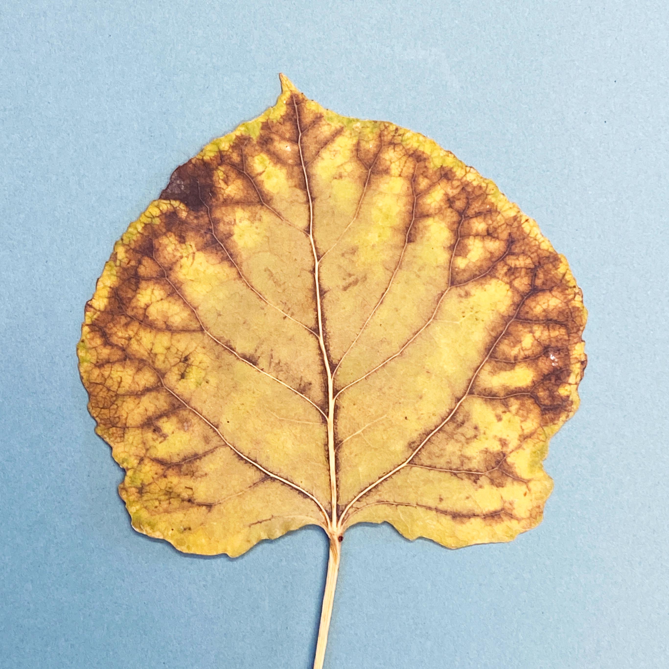 20 Beautiful Fall Aspen Leaves Great for Arts and Crafts Collage Leaf ...