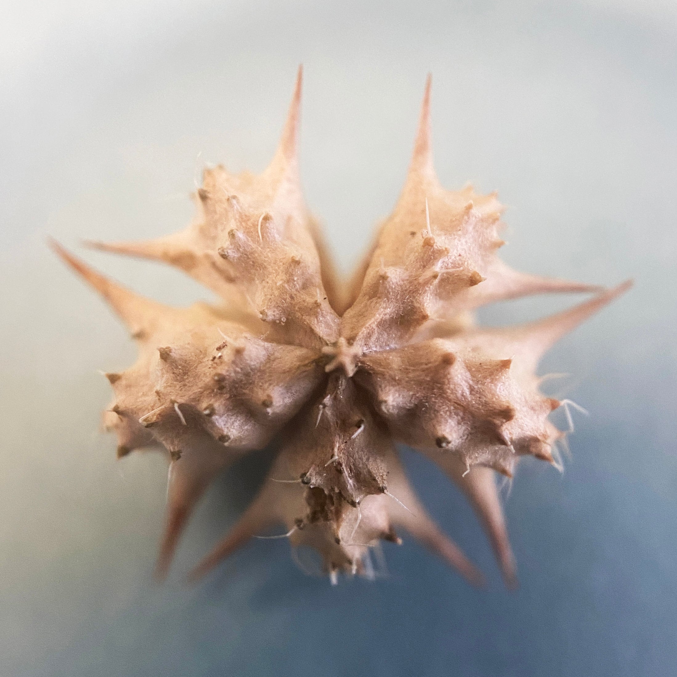 Real Goat Head Seed Pods Natural Material Art and Craft Supply - Etsy