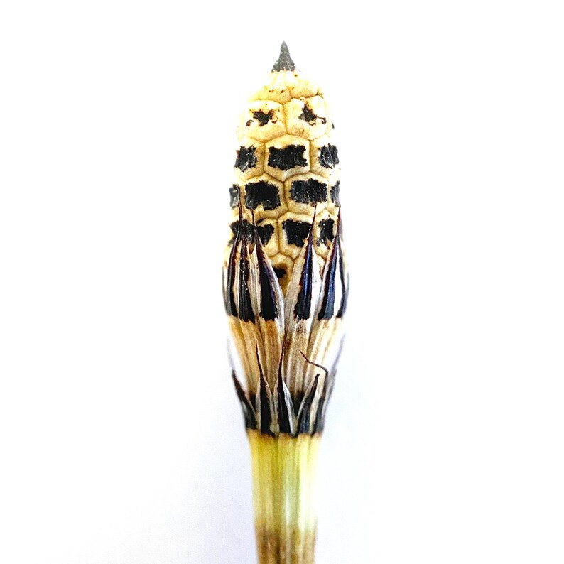 20 Horse Reed Seed Pods Natural Materials Craft Supplies Art Supplies ...