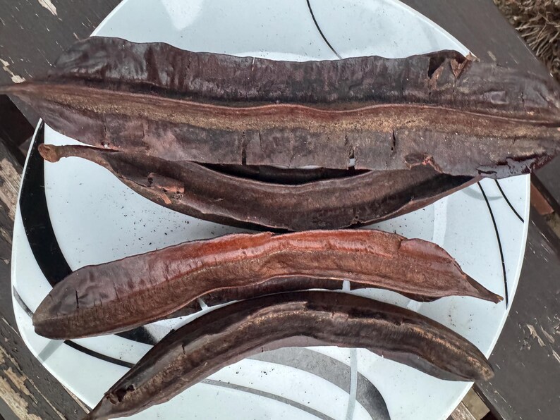 Organic Prekese Aidan Onigun Fruit, Tetrapleura Tetraptera, Twi Fruit ...
