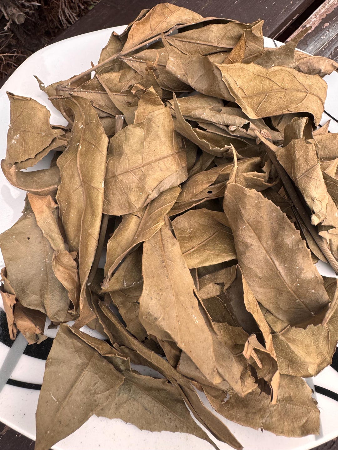 Newbouldia Laevis Fertility Leaves, Ewe Akoko, Aduruku, Ogirisi, Tree ...