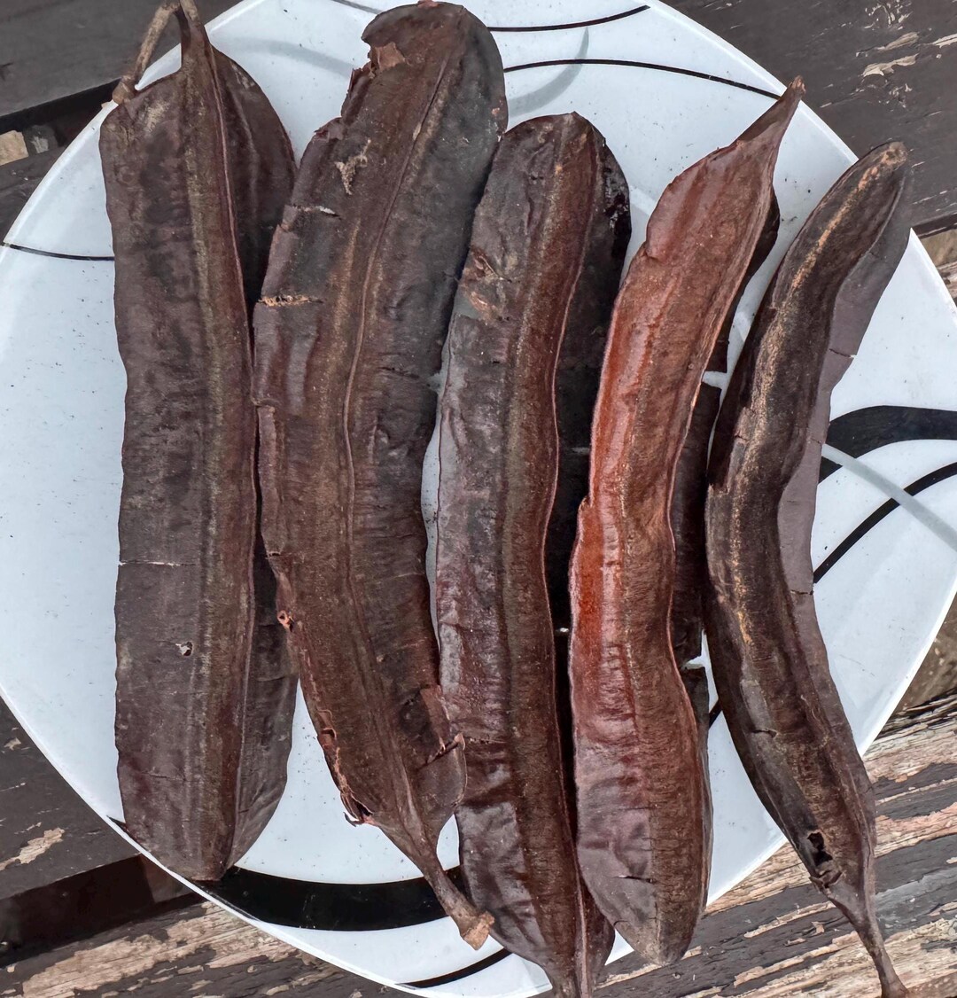 Organic Prekese Aidan Onigun Fruit, Tetrapleura Tetraptera, Twi Fruit ...