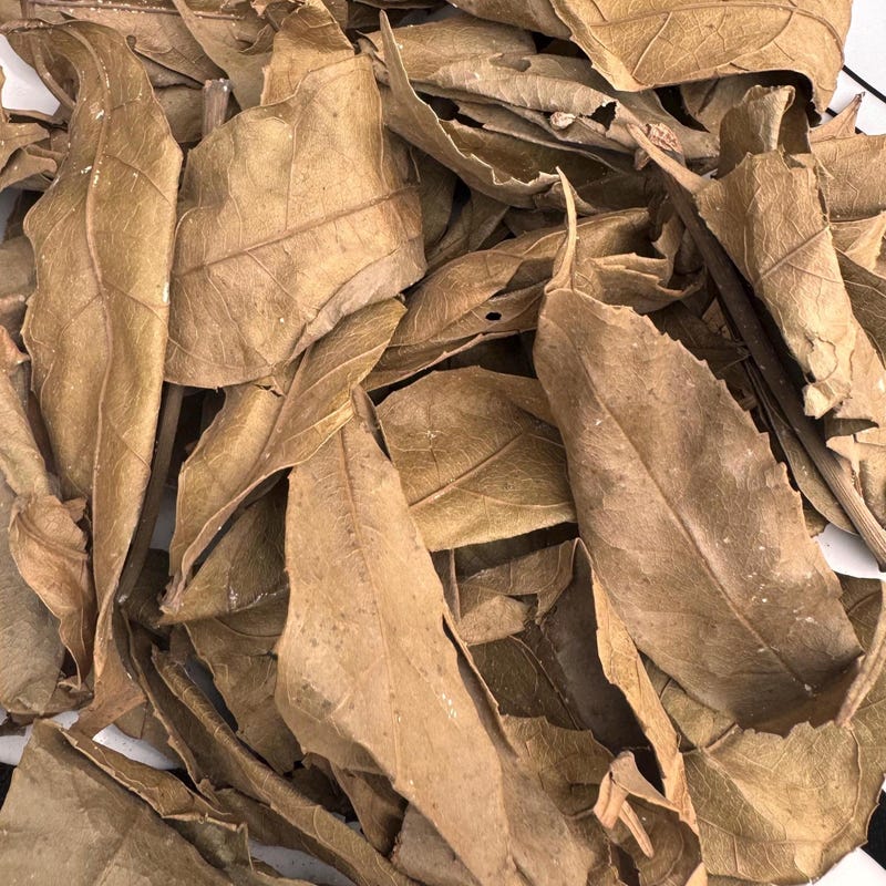 Fertility Leaf Tree - Etsy