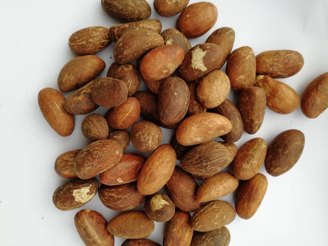 African Bitter Kola Fruits Orogbo Garcinia Kola Organic 50pcs - Etsy