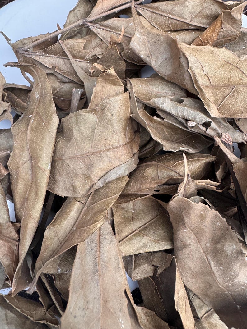 Newbouldia Laevis Fertility Leaves: Tree of Life - Organic Dried Akoko ...