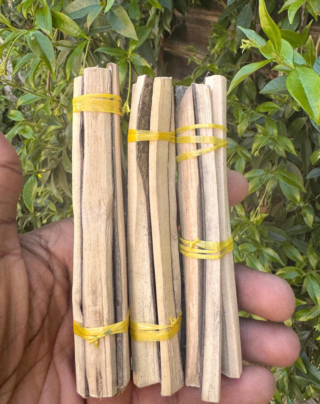 Massularia Acuminata: Organic African Chewing Stick, Natural Toothbrush ...