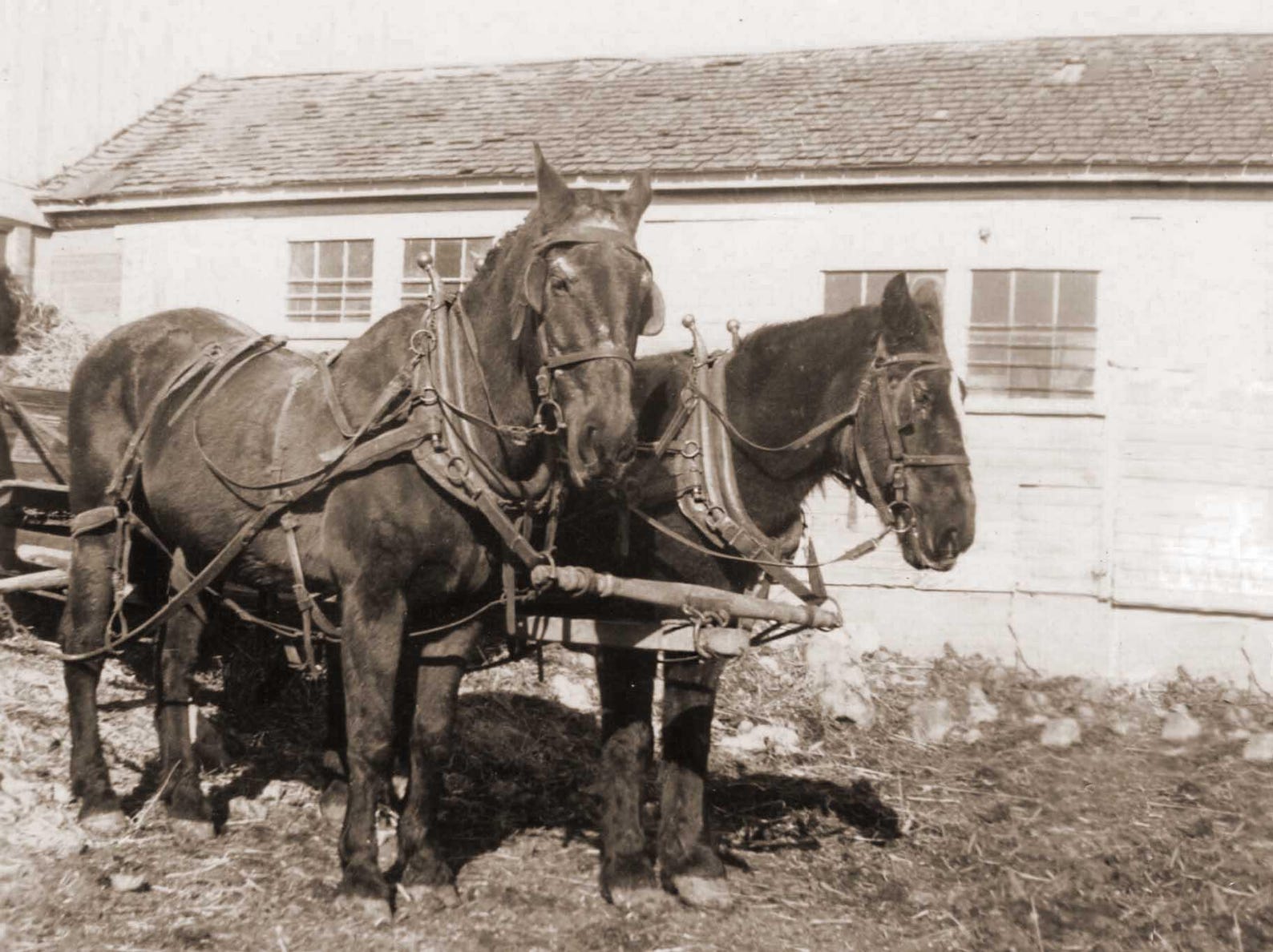 Team of Mules in Harness - Etsy