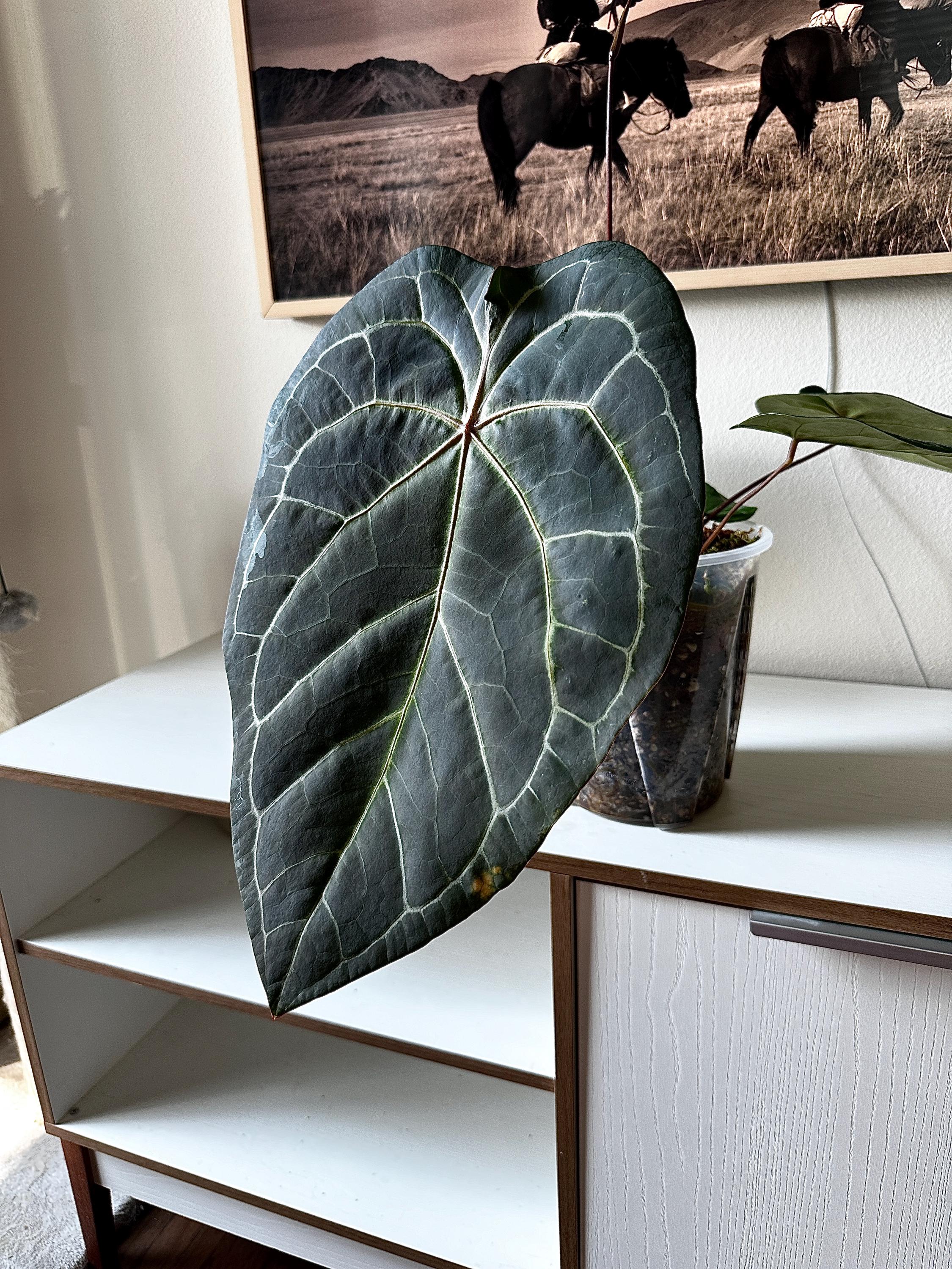 Anthurium (code Red X Red Crystal) X (silver Blush X Michelle) - Etsy