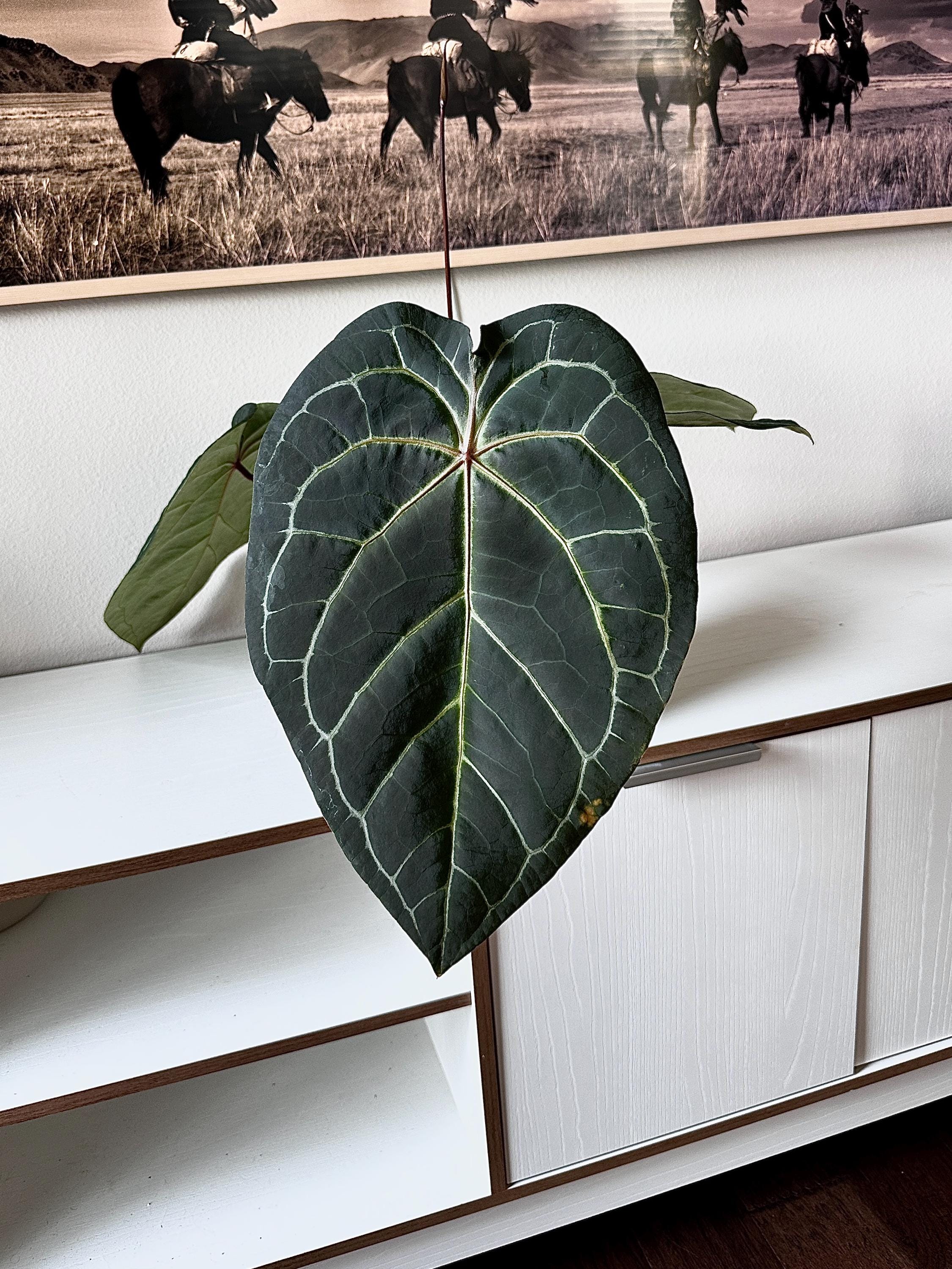 Anthurium (code Red X Red Crystal) X (silver Blush X Michelle) - Etsy