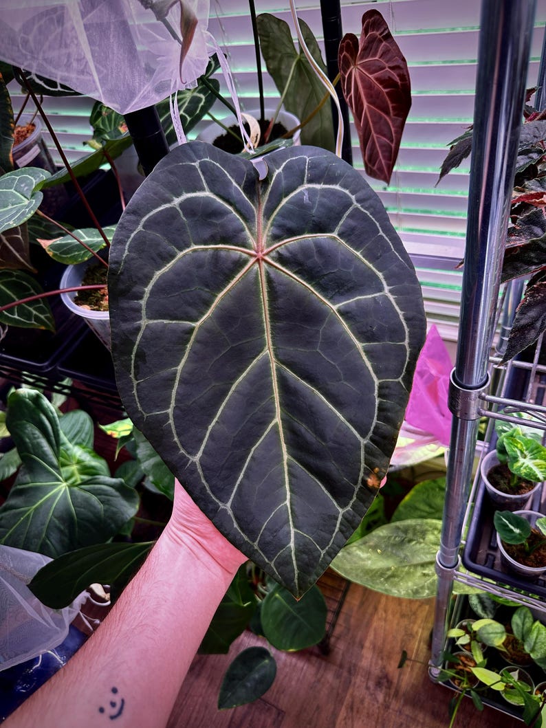 Anthurium (code Red X Red Crystal) X (silver Blush X Michelle) - Etsy