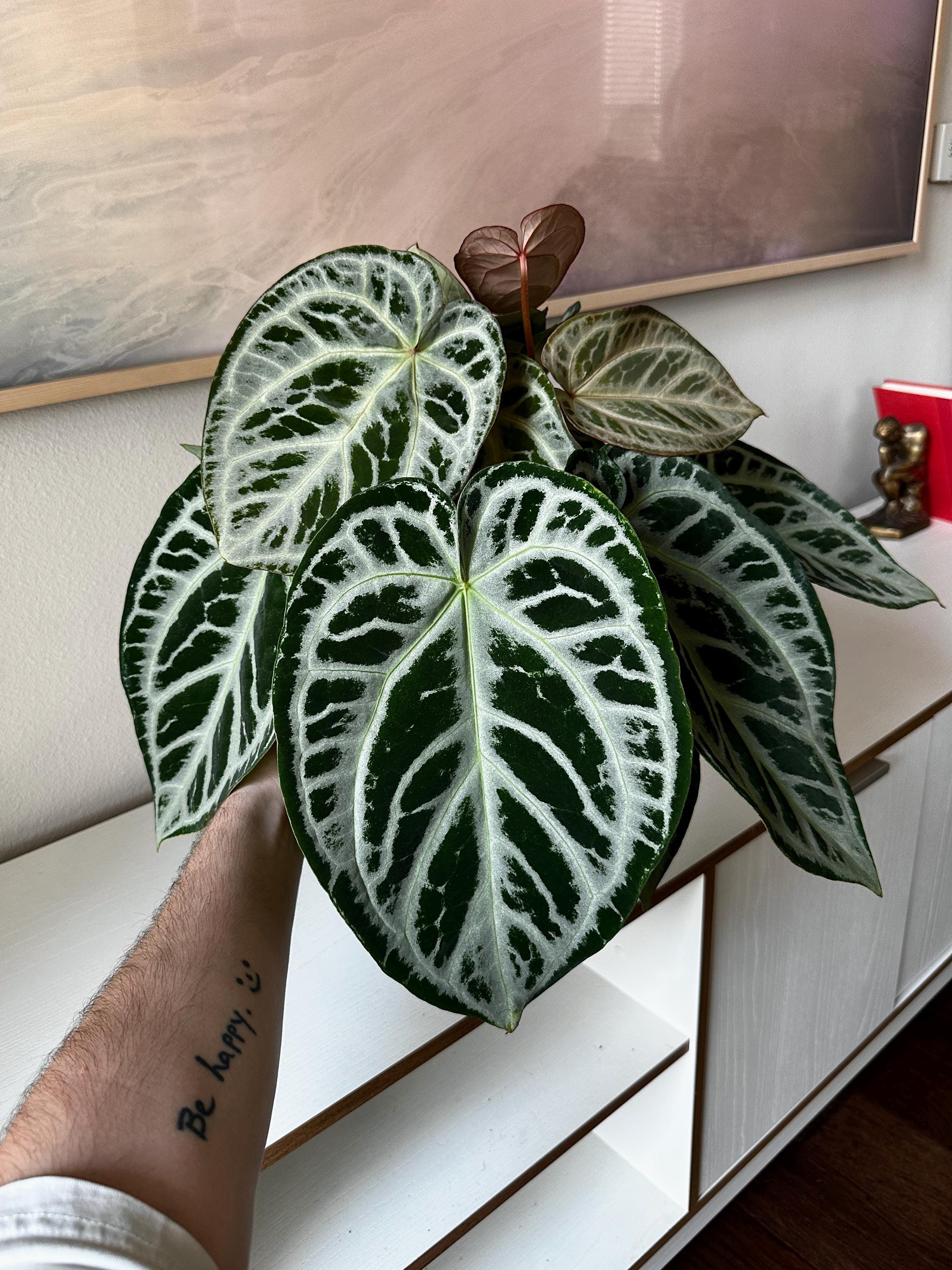 Anthurium (code Red X Red Crystal) X (silver Blush X Michelle) - Etsy