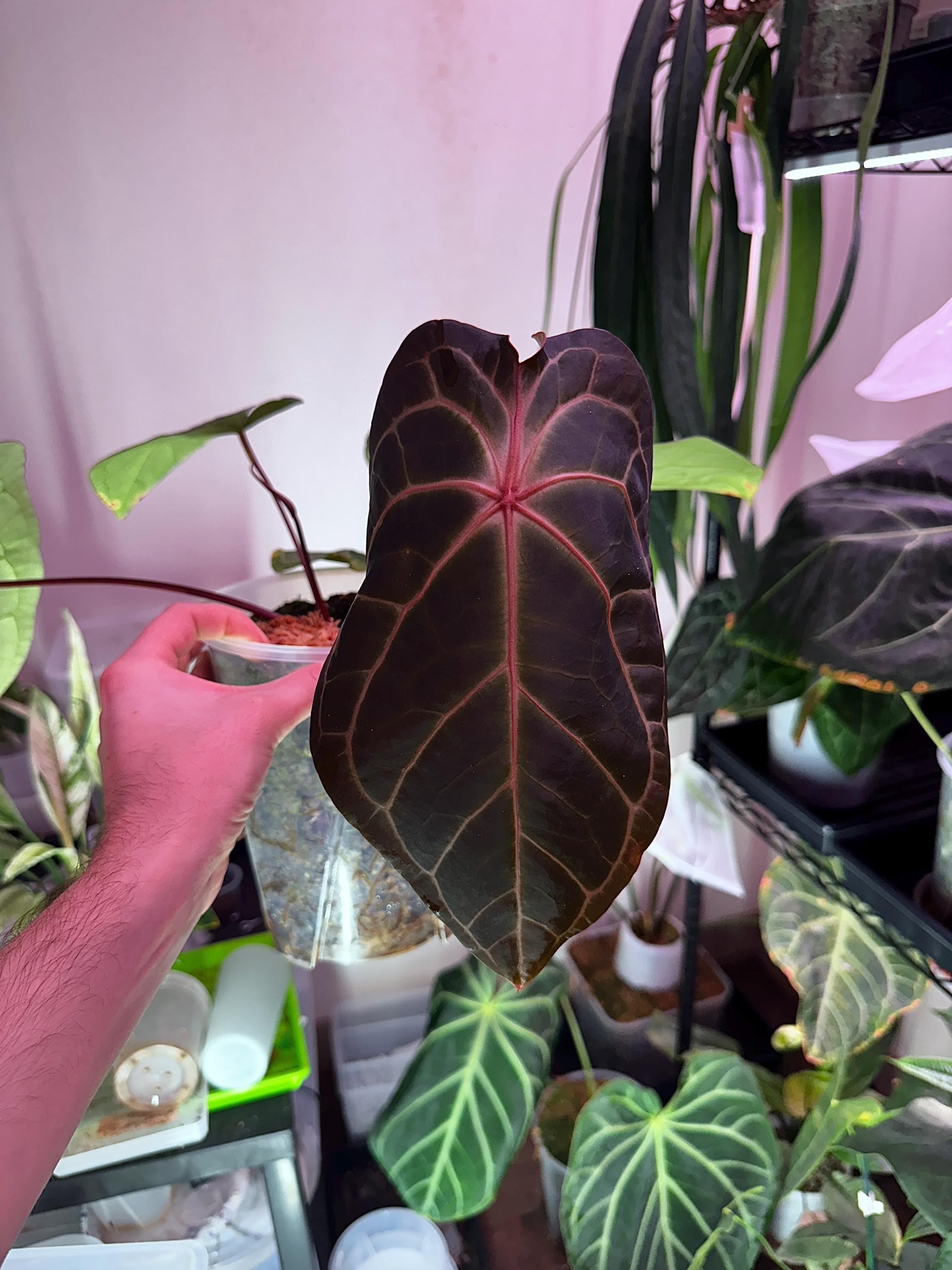 Anthurium (code Red X Red Crystal) X (silver Blush X Michelle) - Etsy