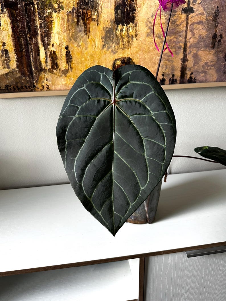 Anthurium (code Red X Red Crystal) X (silver Blush X Michelle) - Etsy