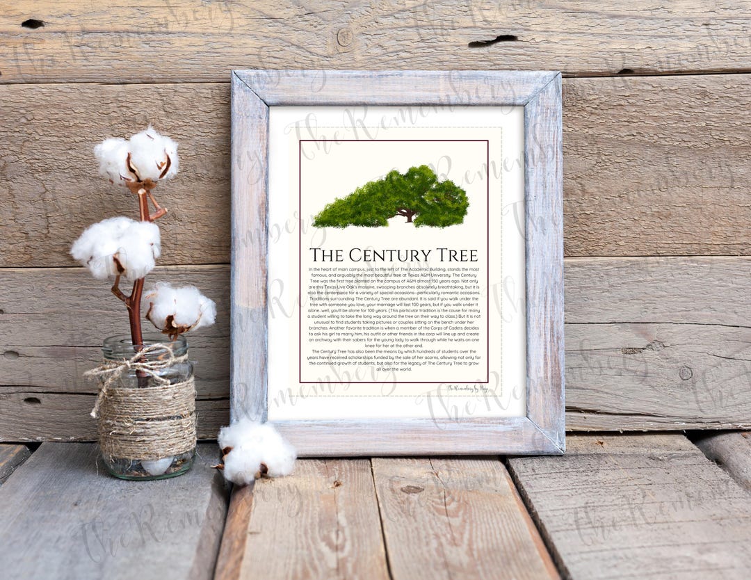 The Century Tree 16x20 Poster | Trees of Texas A&M Collection | TAMU ...