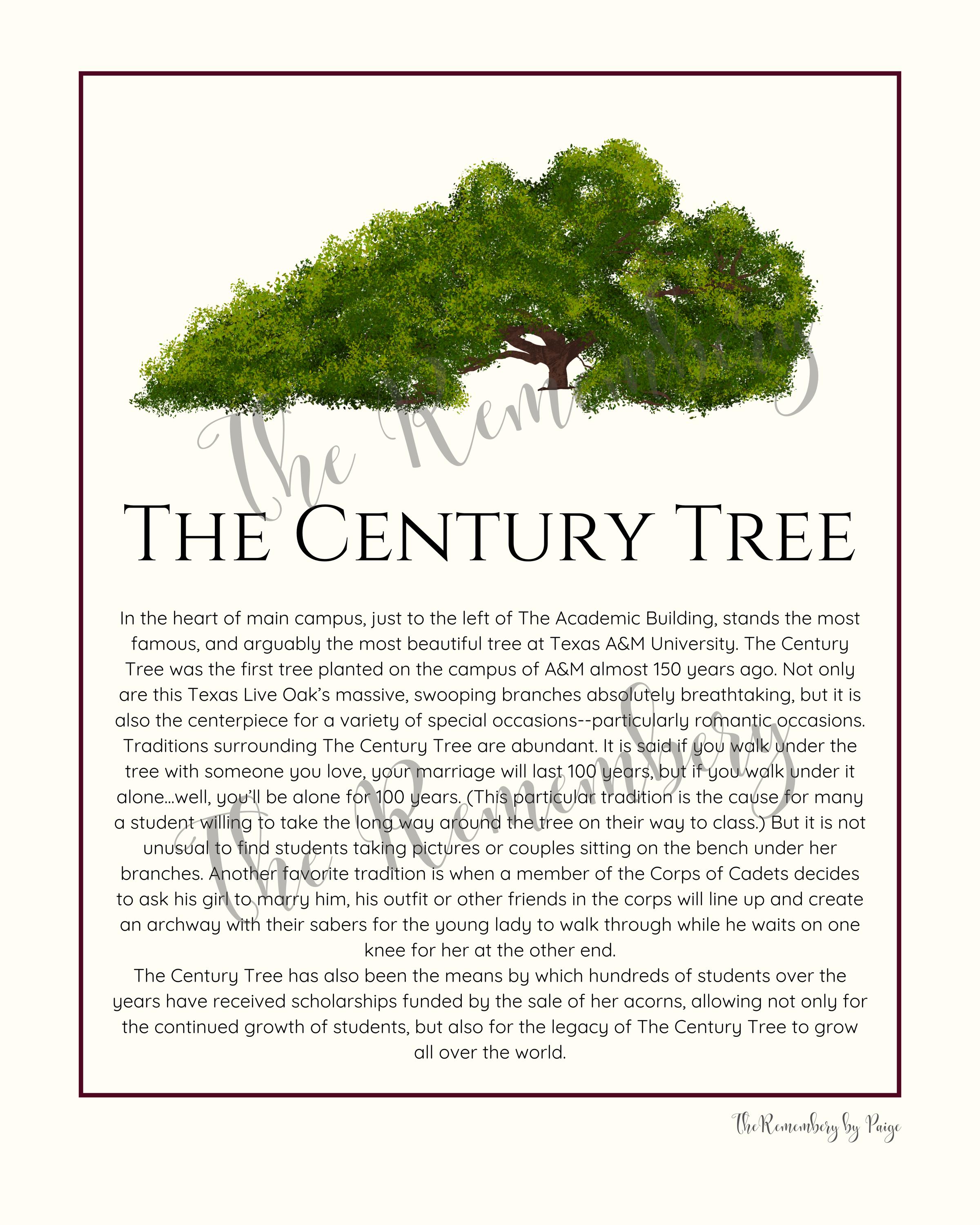 The Century Tree 16x20 Poster | Trees of Texas A&M Collection | TAMU ...