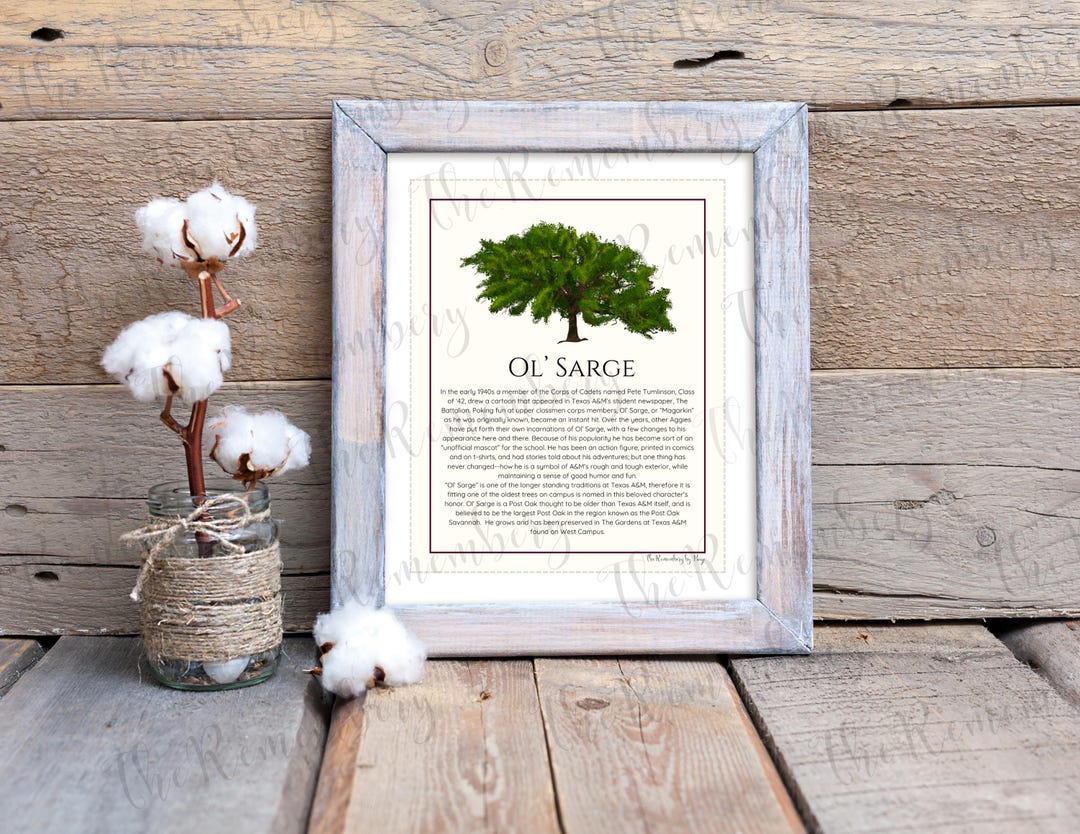 Ol Sarge 16x20 Poster | Trees of Texas A&M Collection | Famous TAMU ...