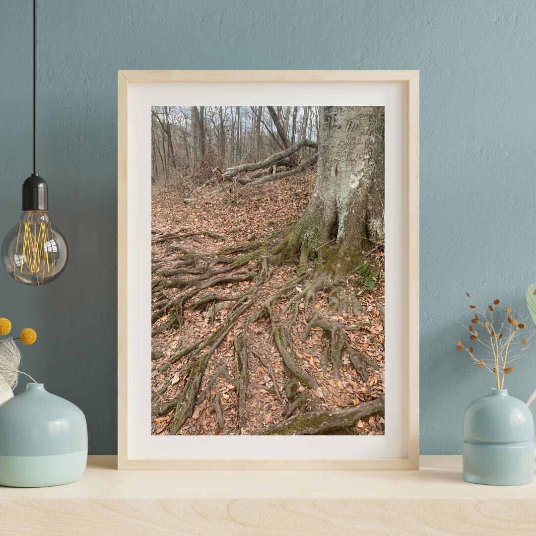 Nature Photography, Tree Roots Art Print - Etsy