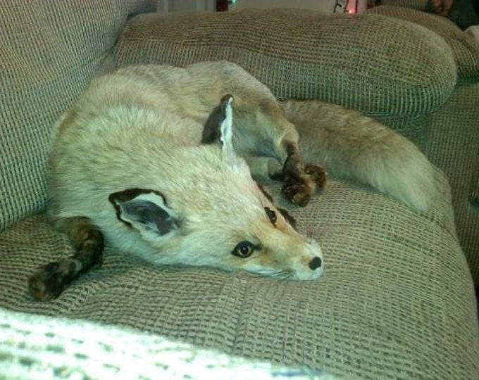 Soft Mount Taxidermy Sunglow Fox Refurbished, Currently Being Featured ...