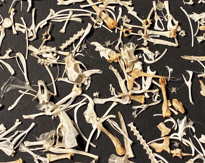 Mystery Box Small Bones #19 - Etsy