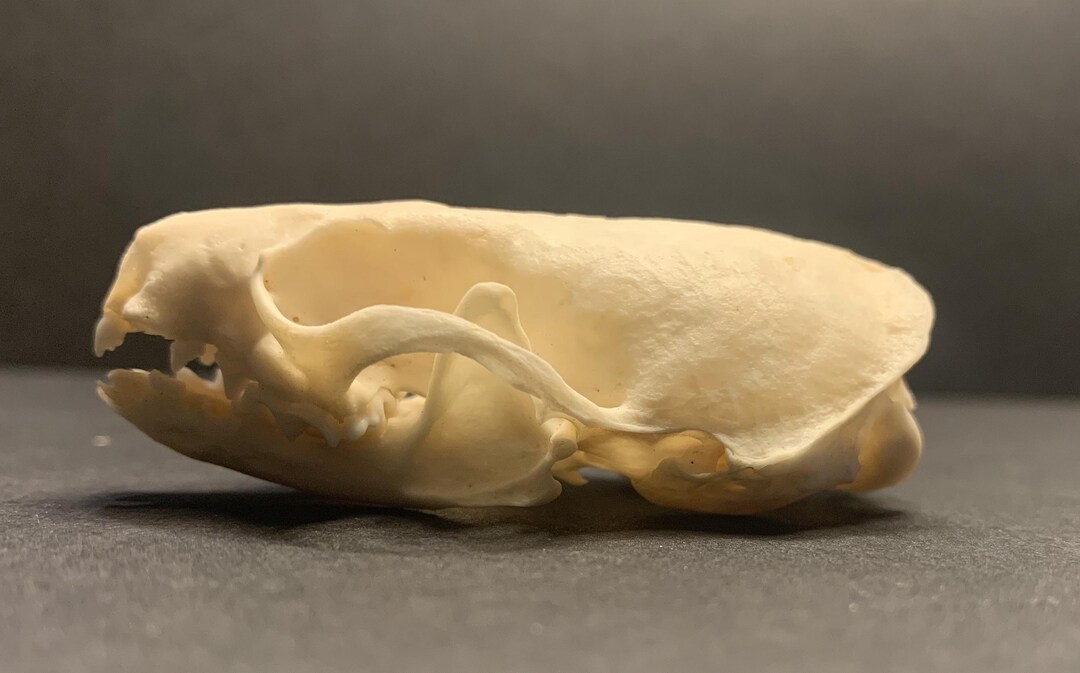 Mink Skeleton #8 - Etsy