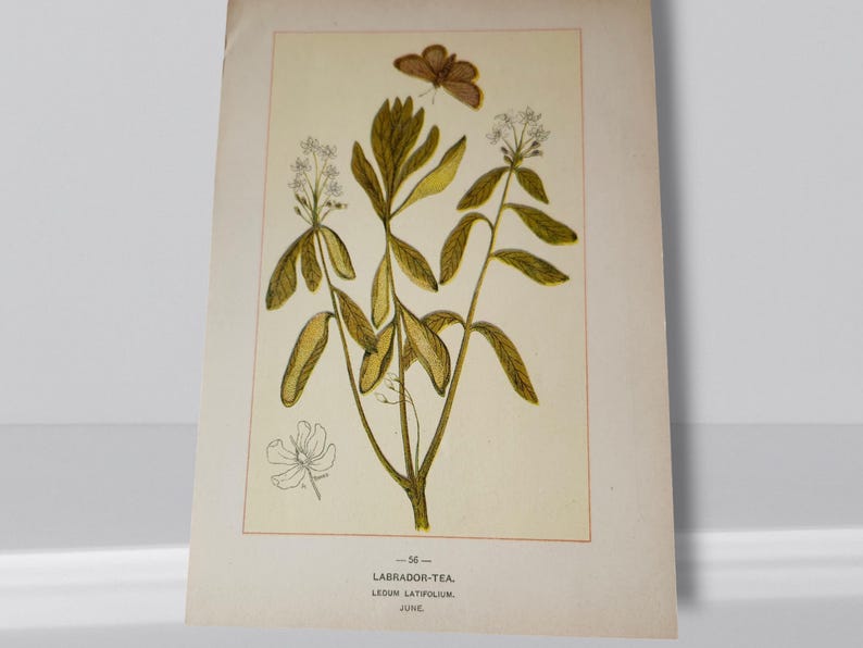 Antique Botanical Print Labrador Tea Circa 1879 - Etsy