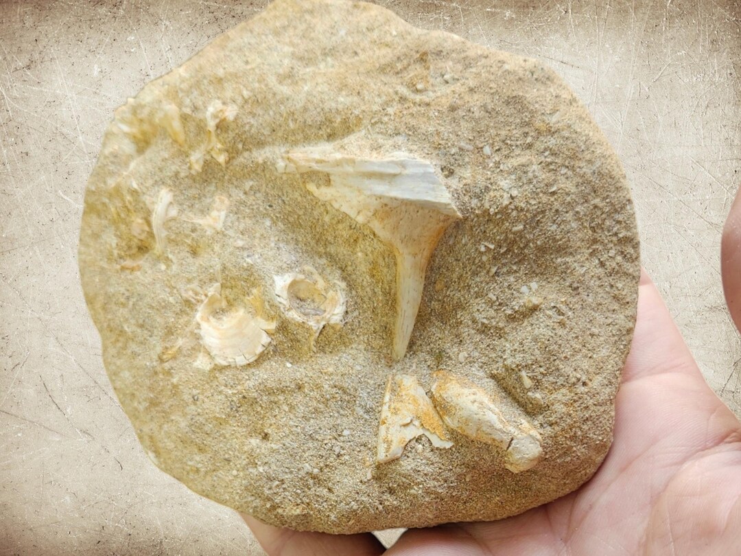 Sabertooth Herring Enchodus Fossil in Matrix. - Etsy