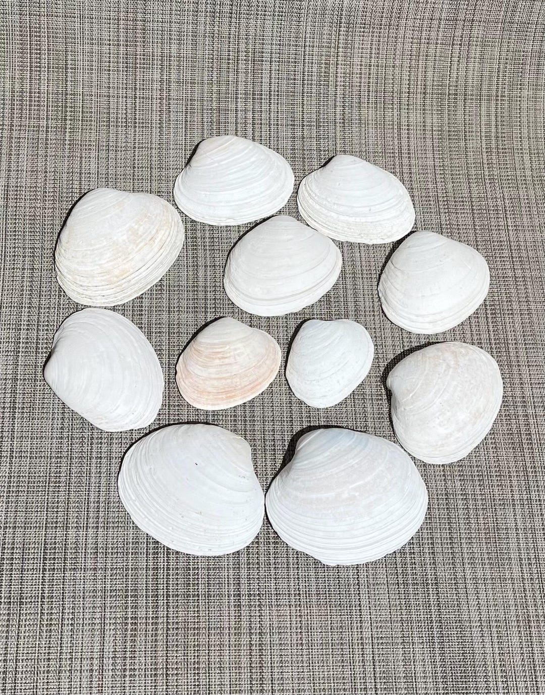 10 Natural Rustic Clam Shells From Pacific Northwest - Etsy