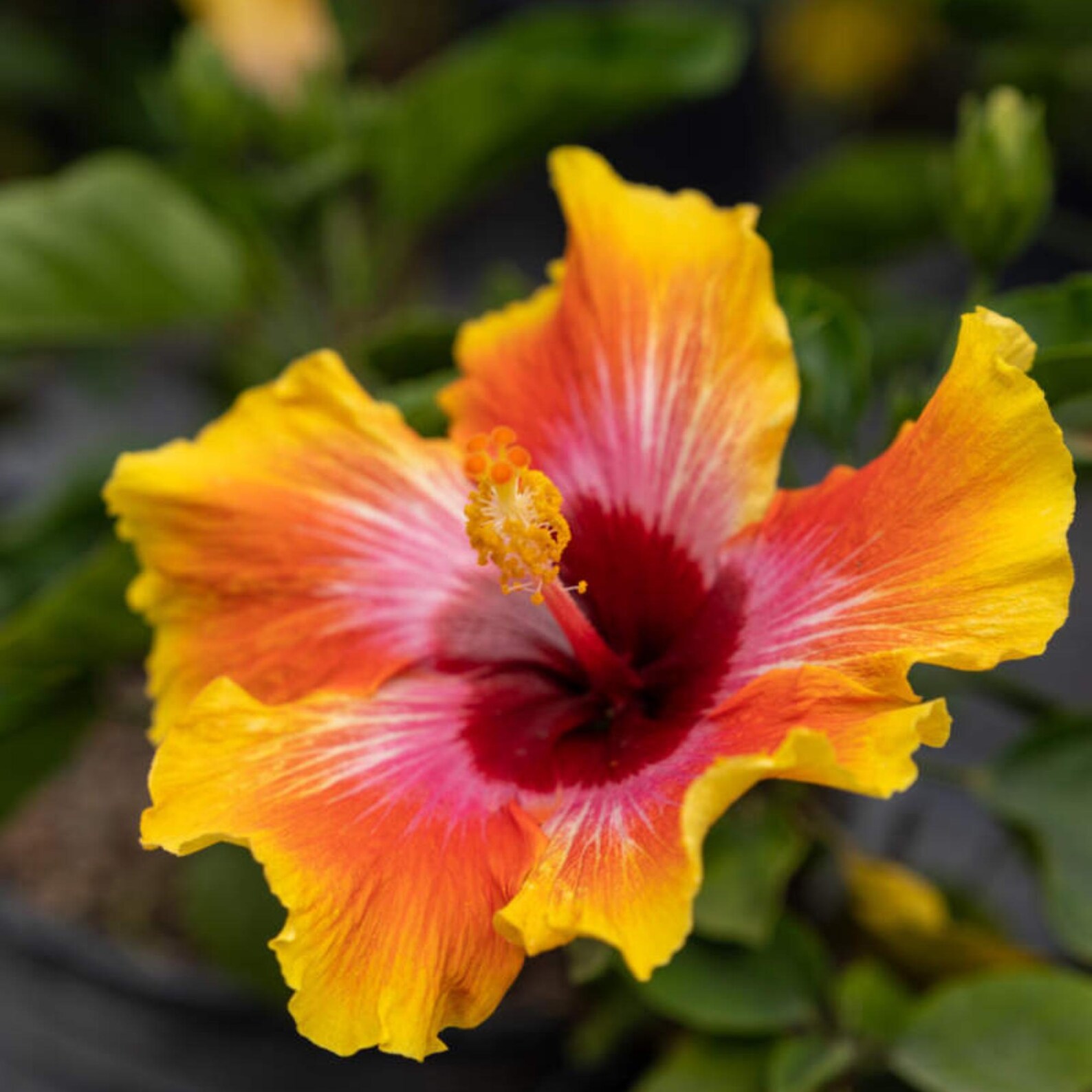 Fiesta Hibiscus 6 Inch Festive Blooms, Tropical Beauty for Gardens ...