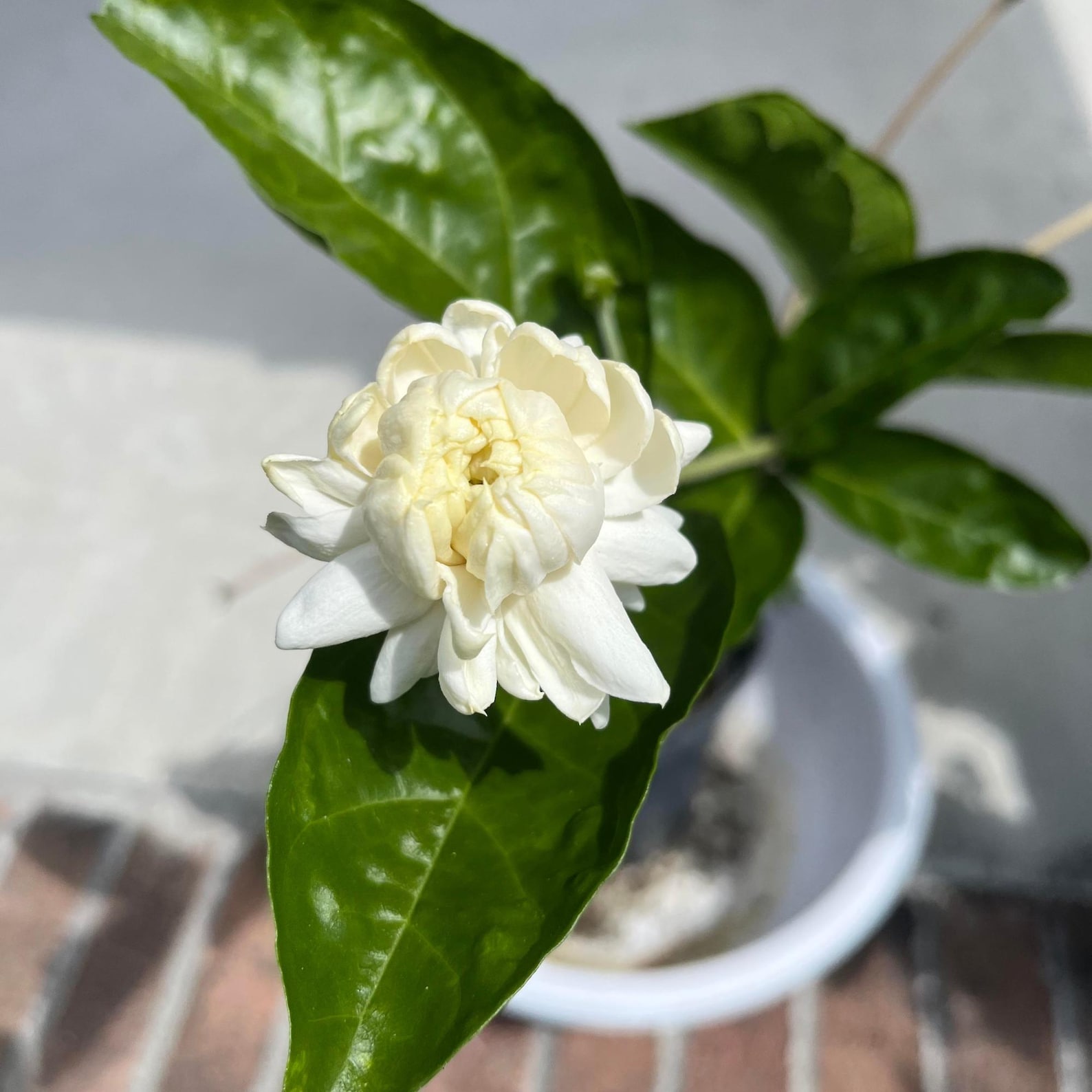 Jasmine Duke of Tuscany 4" Pot Starter Plant-fragrant Blooms, Easy Care ...