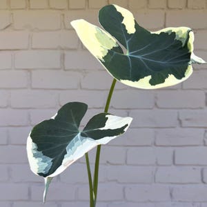 Alocasia Mickey Mouse Xanthosoma 4" Dormant in Winter Rare Variegated ...