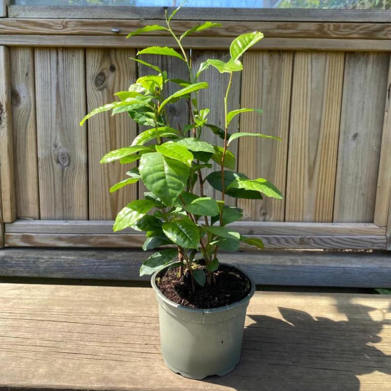 Tea Plant Camellia Sinensis 4" Pot, Starter Live Plant Grow Your Own ...