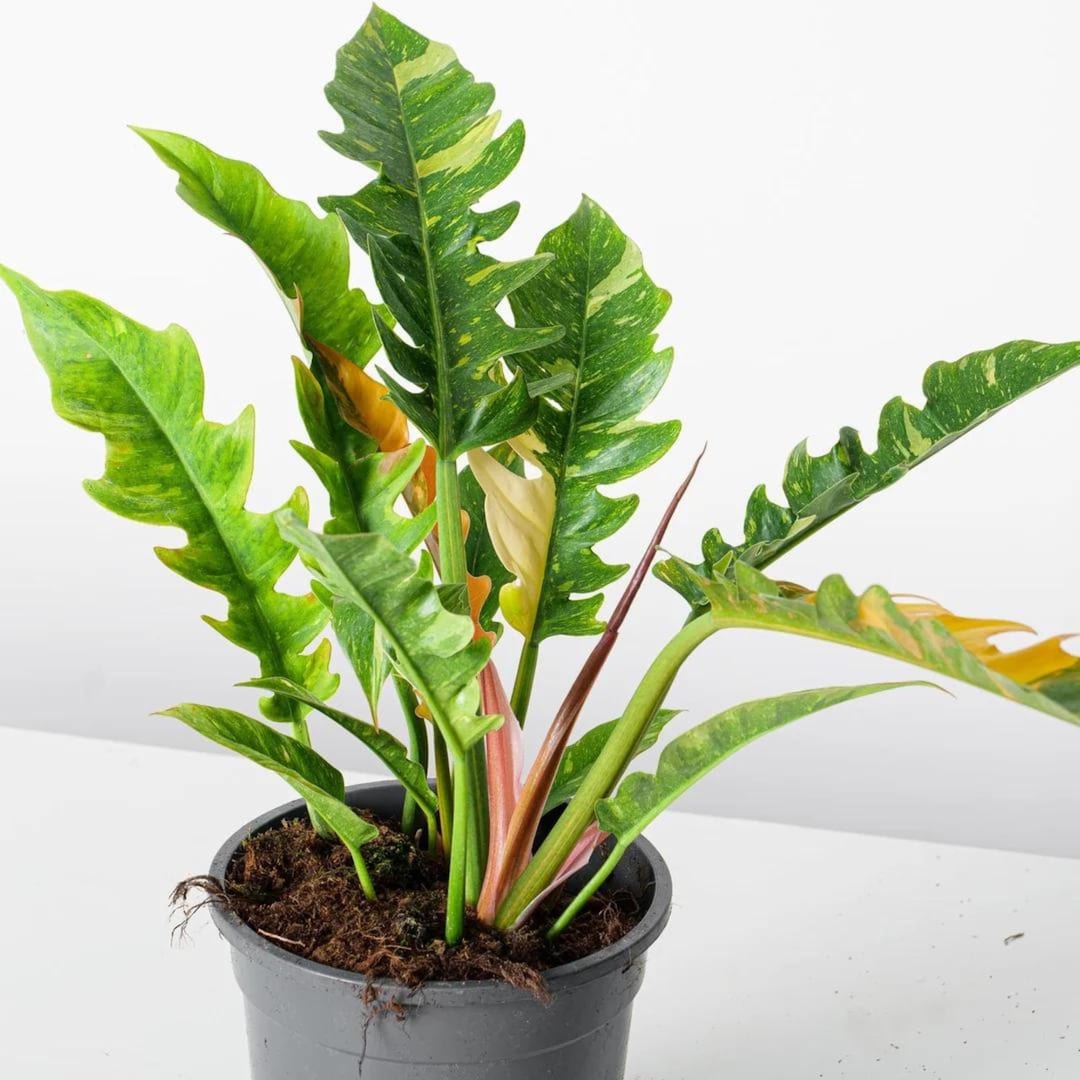 Philodendron Ring of Fire 4" | Rare Variegated Plant | Unique Foliage ...