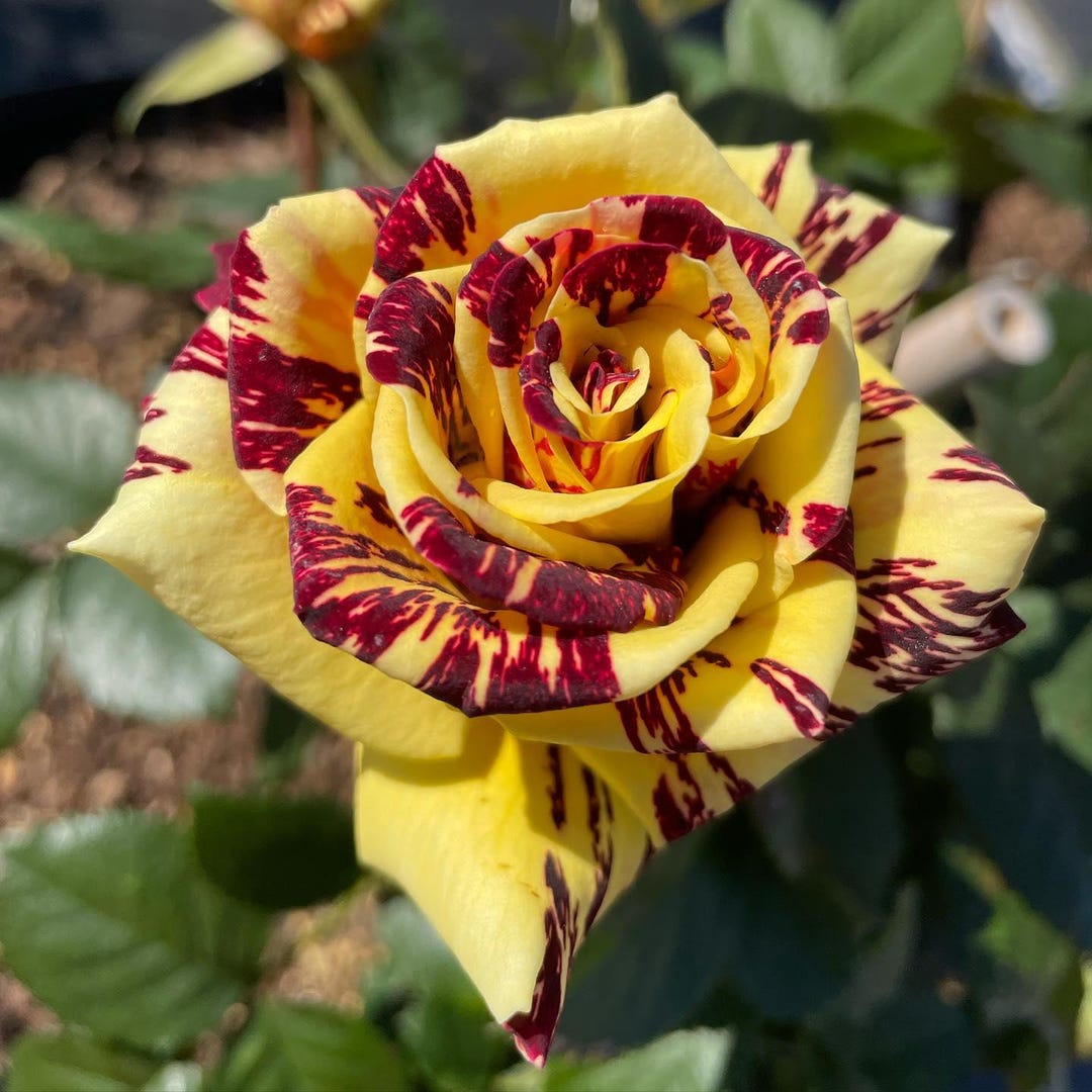 Live Simsalabim Multi Color Rose Live Plant 4" Nursery Pot - Rare ...