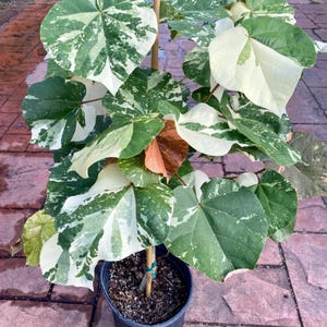 Variegated Hibiscus Mahoe Sea Colorful Foliage, Exotic Appeal, Perfect ...