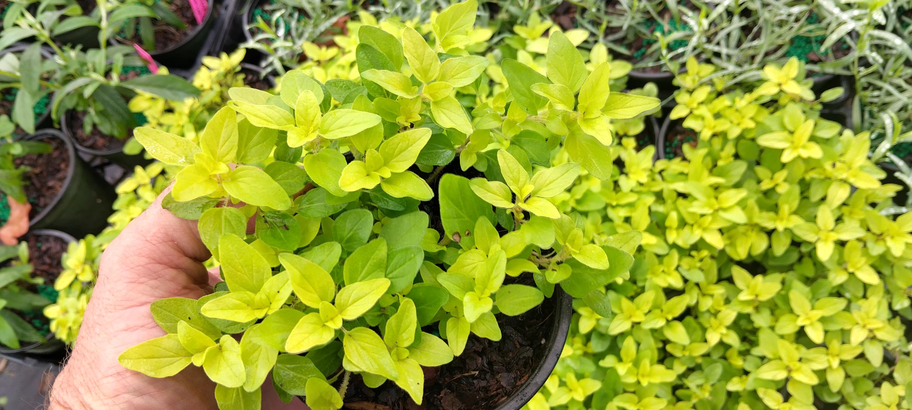 Oregano Aurea Golden - Edible Herb - 1 Live Plant - 4" Pot - Etsy
