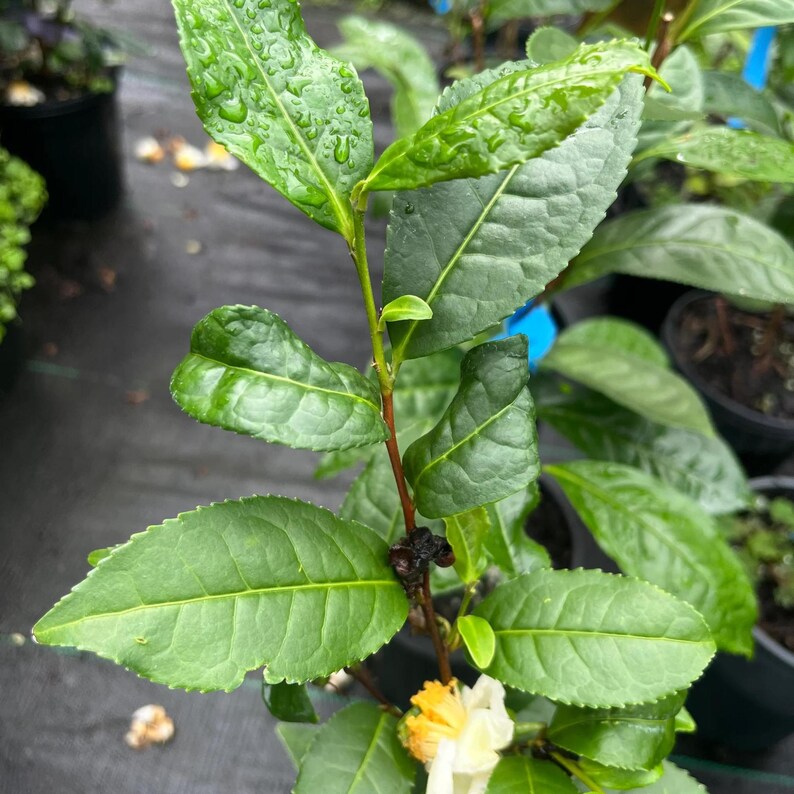 Tea Plant Camellia Sinensis 4" Pot, Starter Live Plant Grow Your Own ...