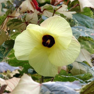 Variegated Hibiscus Mahoe Sea - Colorful Foliage, Exotic Appeal ...