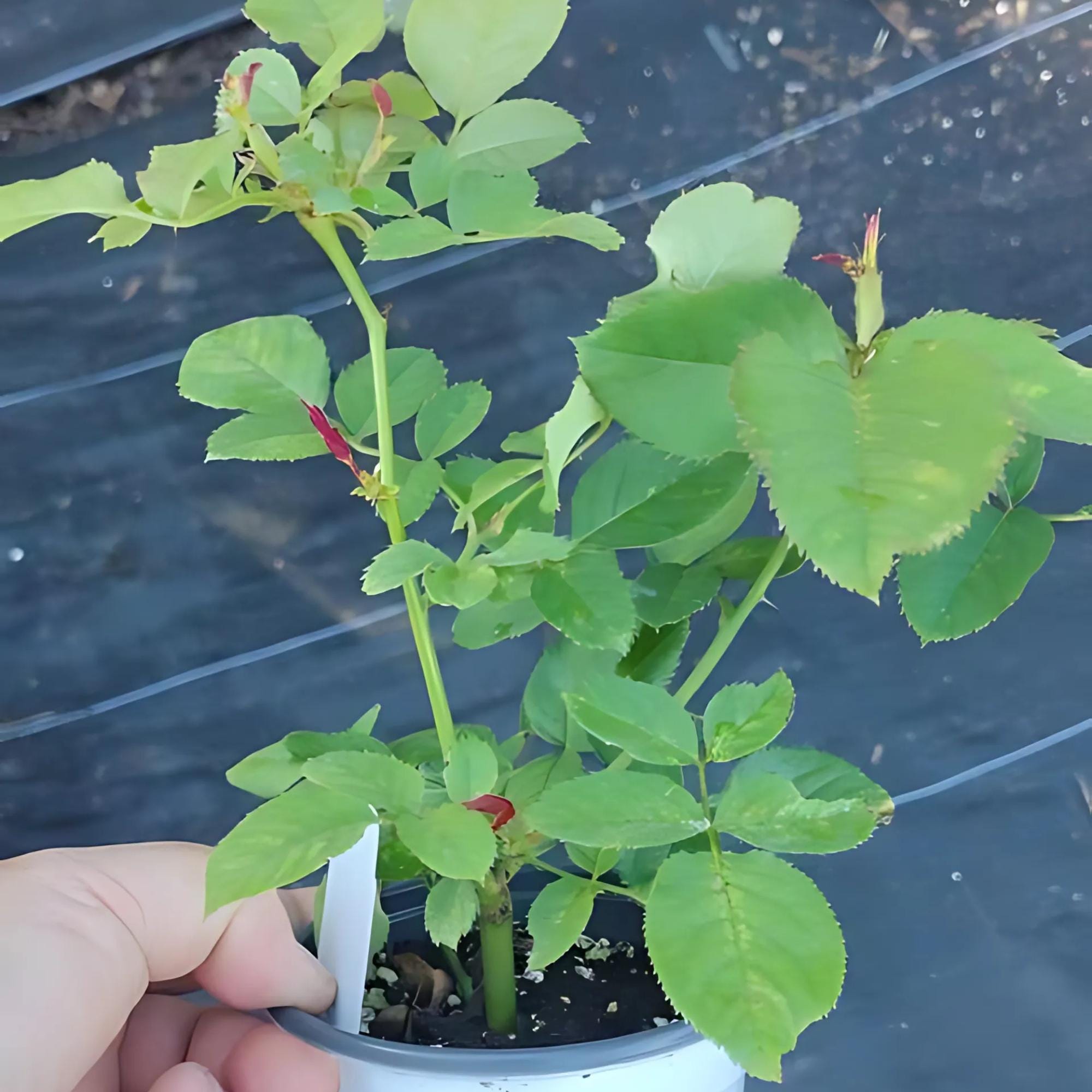 Prosperity Climbing Rose - Starter Plant in 4 Inch Pot - Ships Without ...