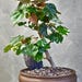 Variegated Hibiscus Mahoe Sea - Colorful Foliage, Exotic Appeal ...