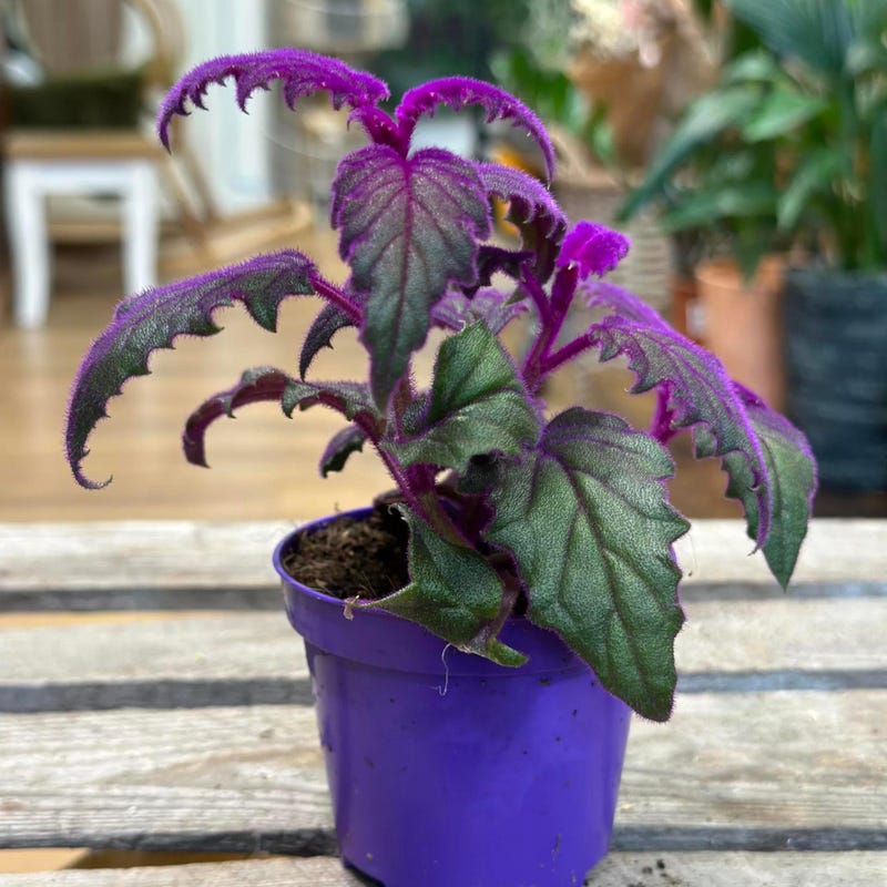 Purple Plant - Etsy