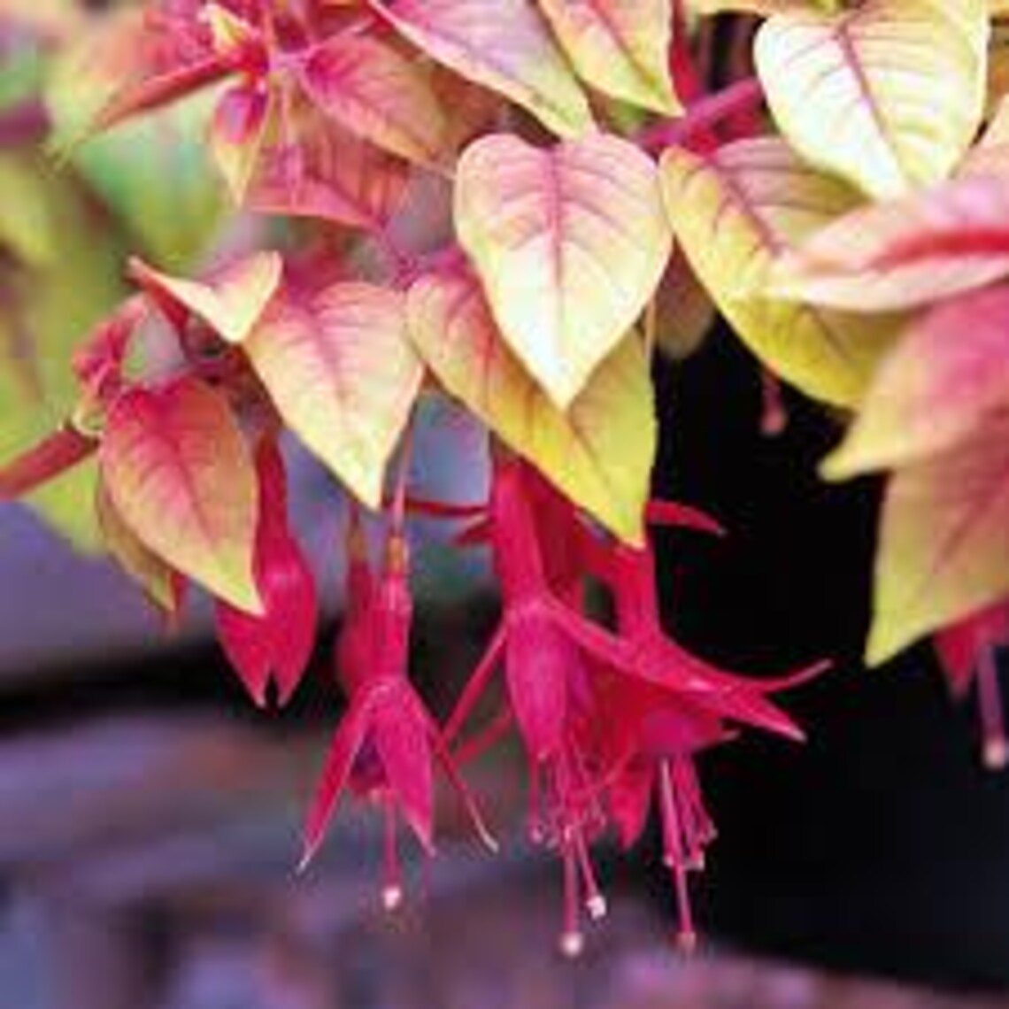 Fuchsia Ballerina Flower - Autumnale 1 Live Plant 4" Pot - Etsy